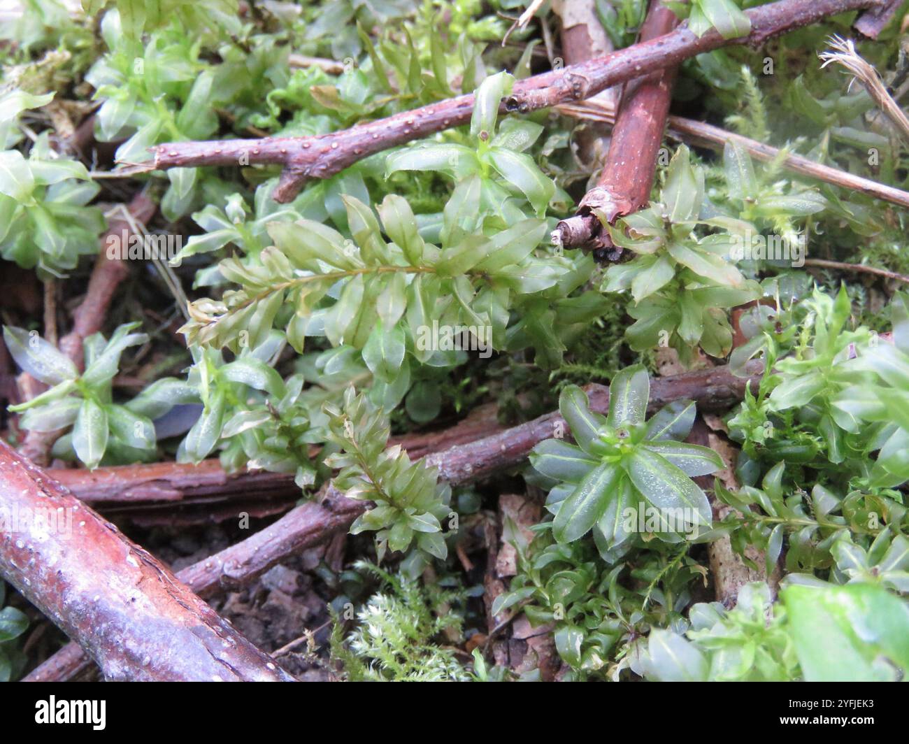 Thyme and Allied Mosses (Plagiomnium Stock Photo - Alamy
