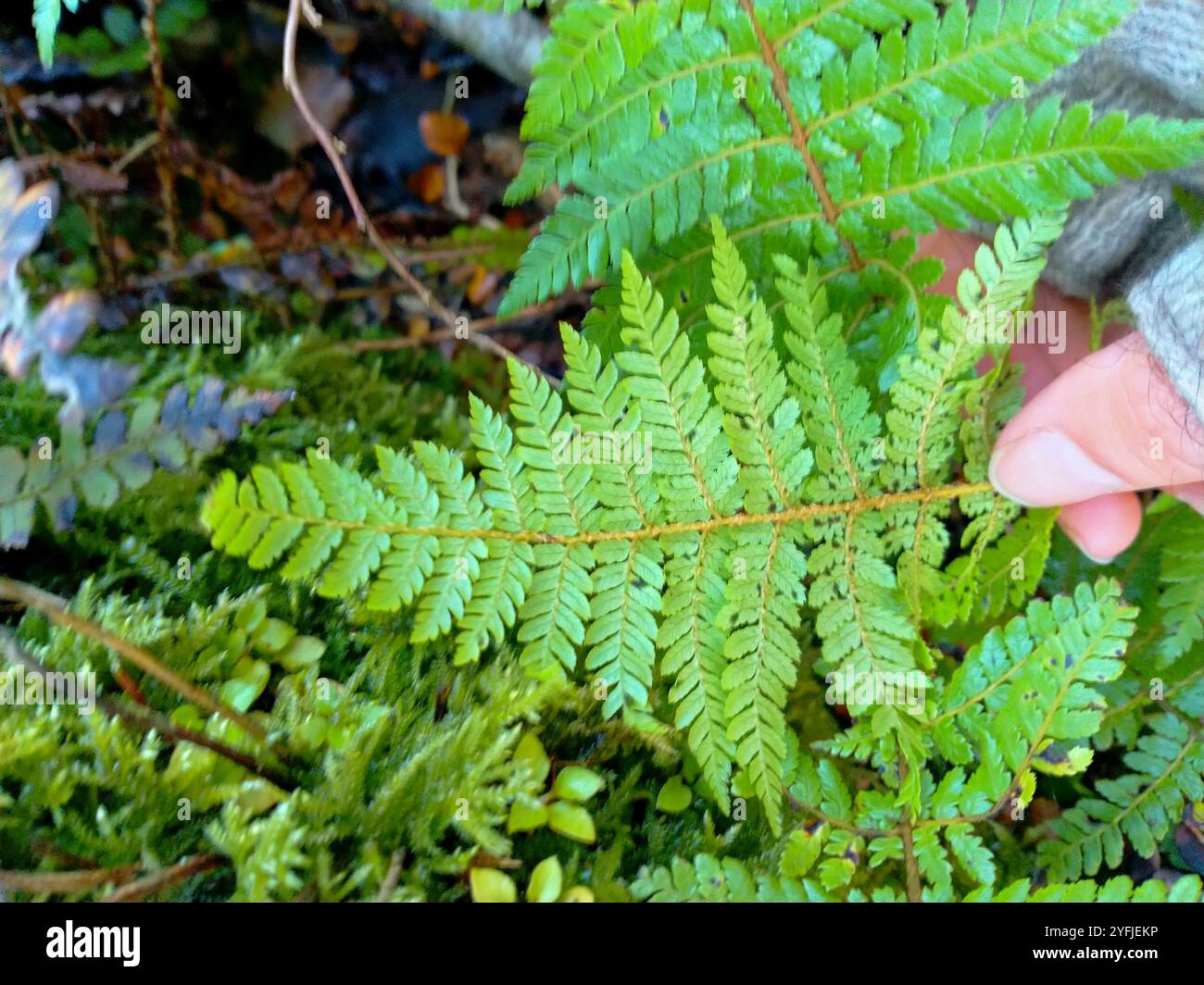 scaly tree ferns (Cyathea Stock Photo - Alamy