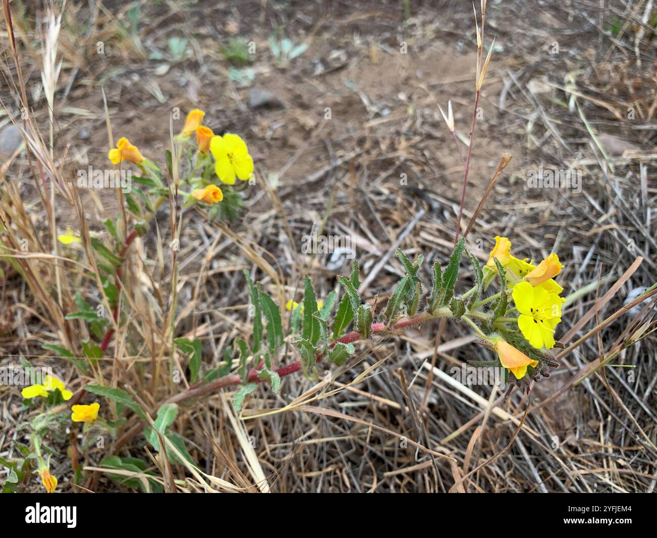 California sun cup (Camissoniopsis bistorta Stock Photo - Alamy