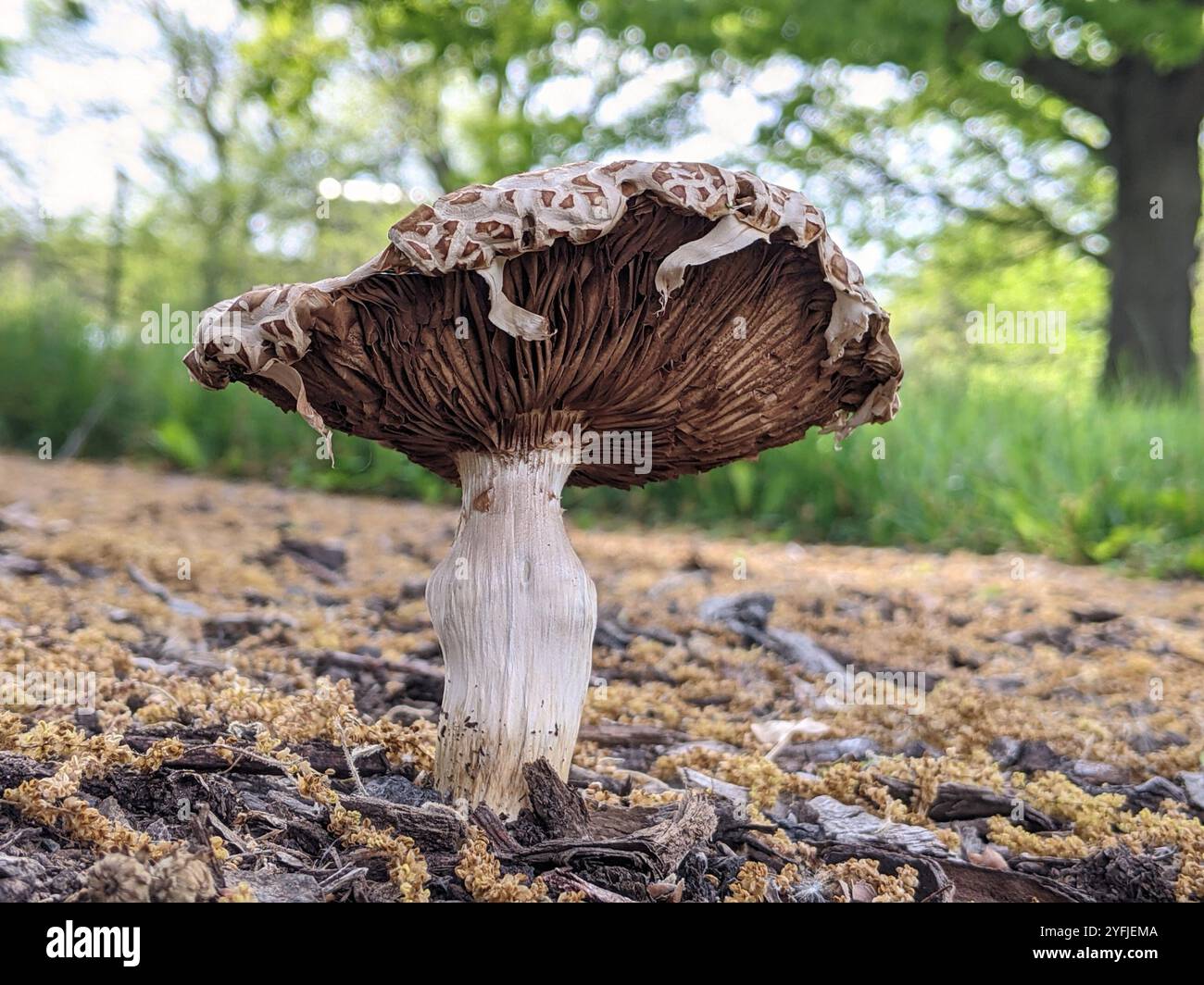 Spring Fieldcap (Agrocybe praecox Stock Photo - Alamy