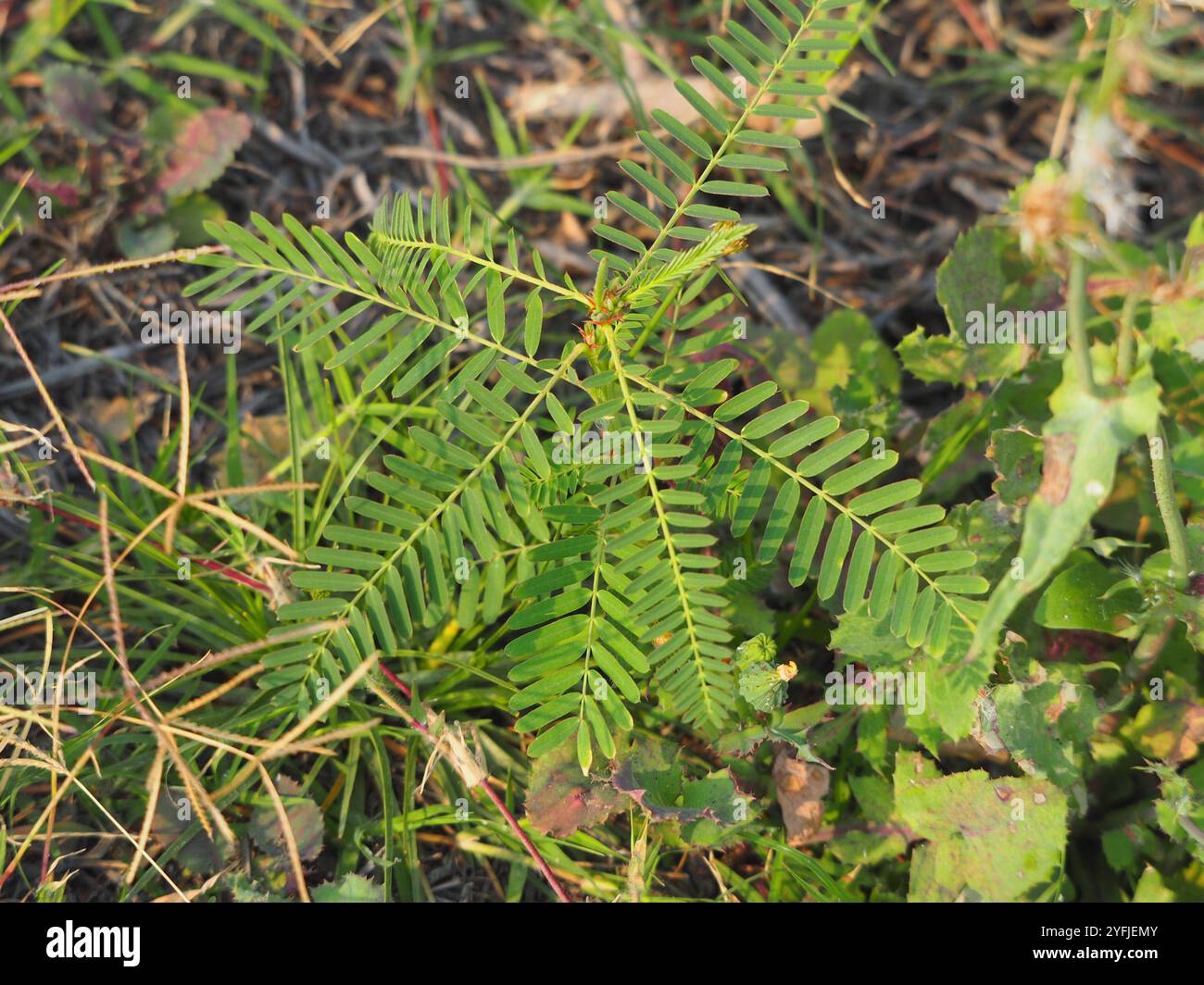 Sesbania Pea (Sesbania cannabina Stock Photo - Alamy