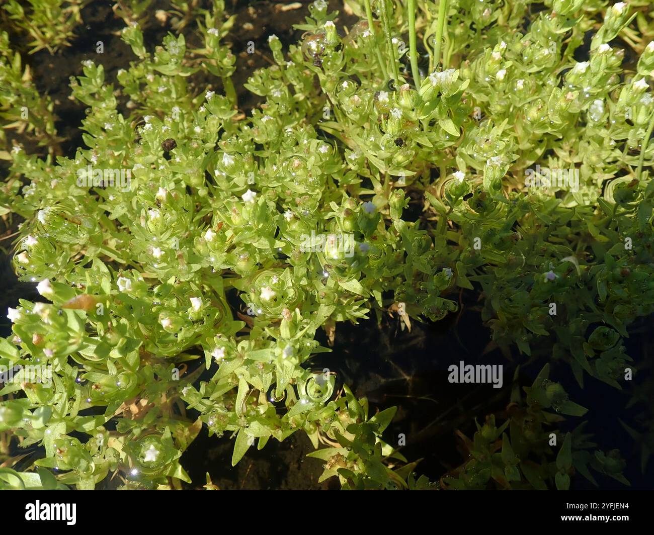 Hedge hyssop hi-res stock photography and images - Alamy