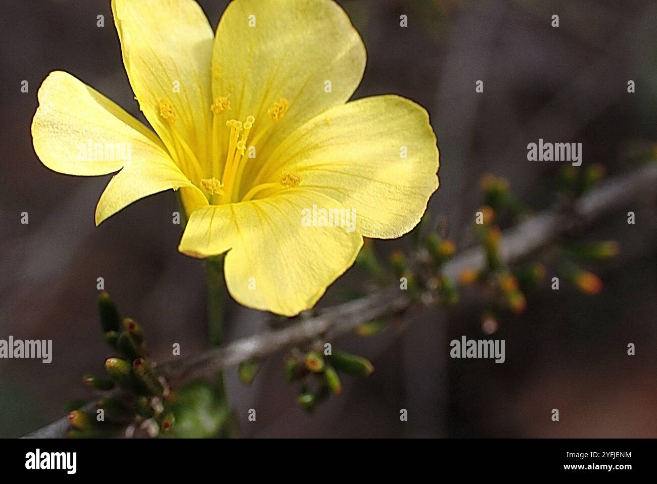 Half-mast Flax (Linum africanum Stock Photo - Alamy