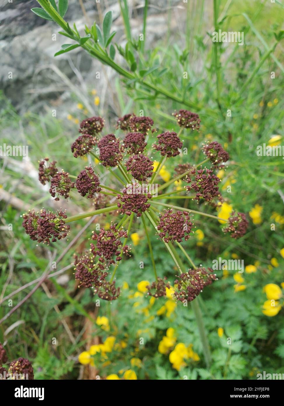 Fernleaf biscuitroot hi-res stock photography and images - Alamy