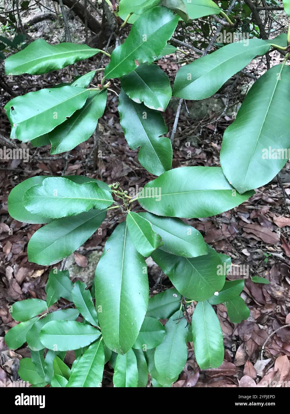 Chinese Photinia (Photinia serratifolia Stock Photo - Alamy