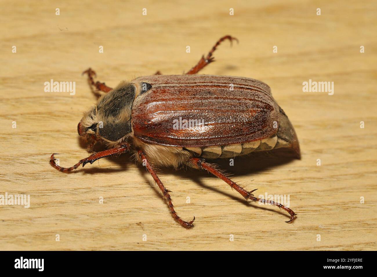 Common Cockchafer (Melolontha melolontha Stock Photo - Alamy