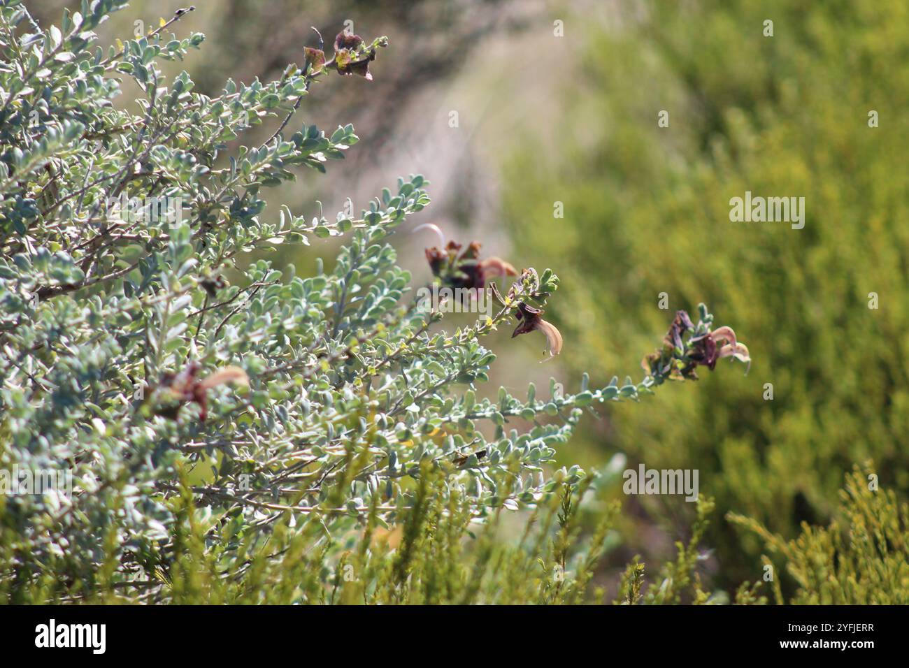 Lanceleaf Sage (Salvia lanceolata Stock Photo - Alamy
