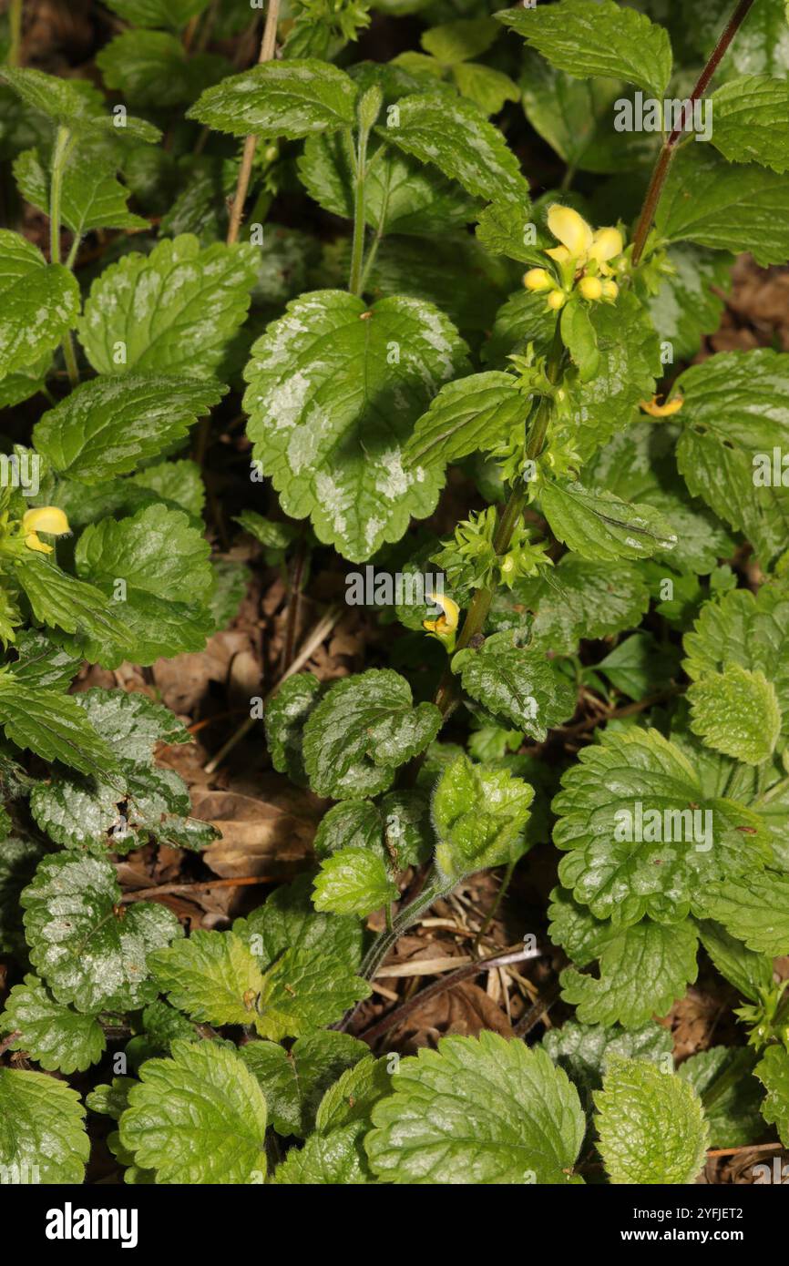 Variegated Yellow Archangel (Lamium galeobdolon argentatum Stock Photo ...
