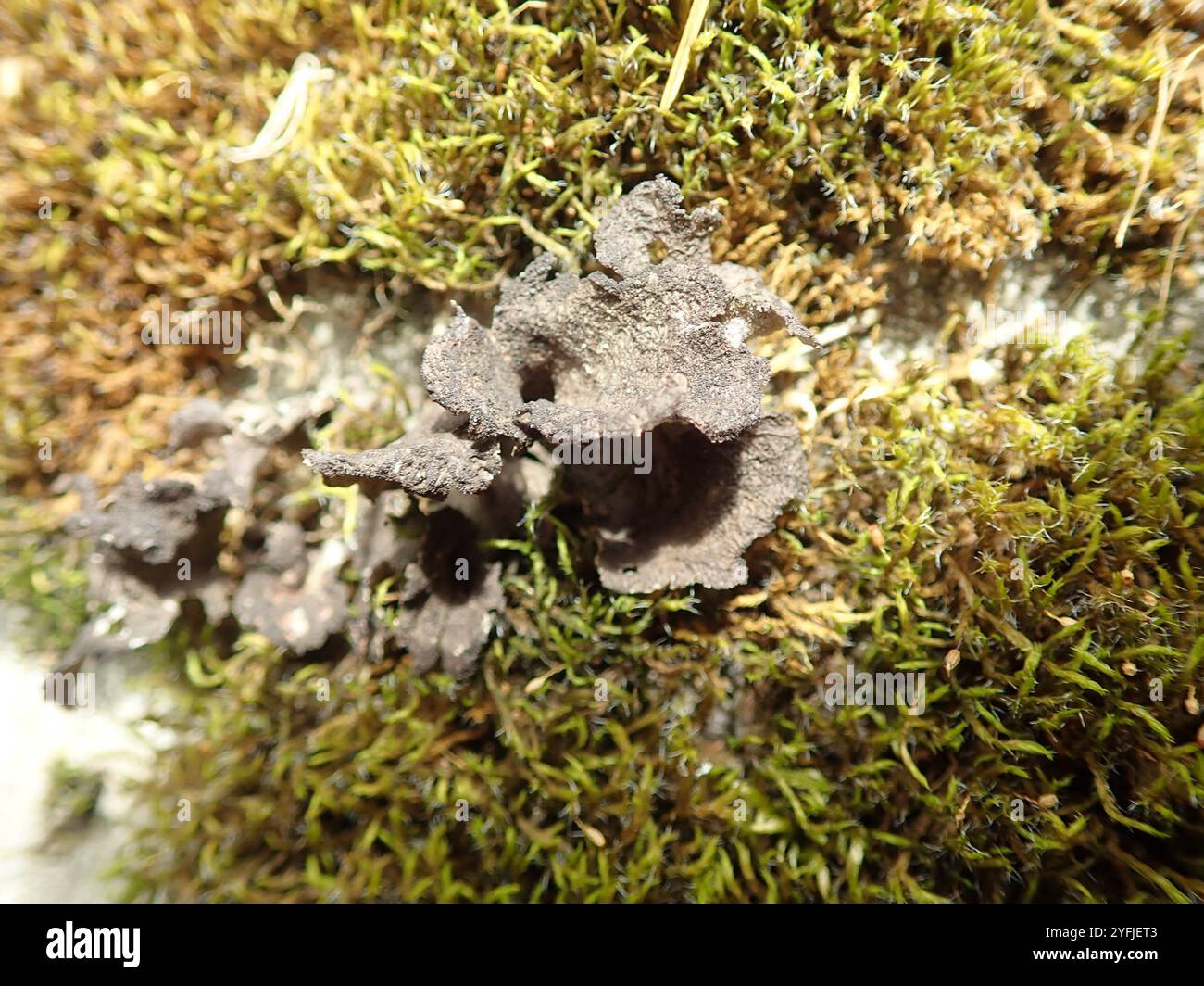 Peppered Moon Lichen (Sticta fuliginosa Stock Photo - Alamy