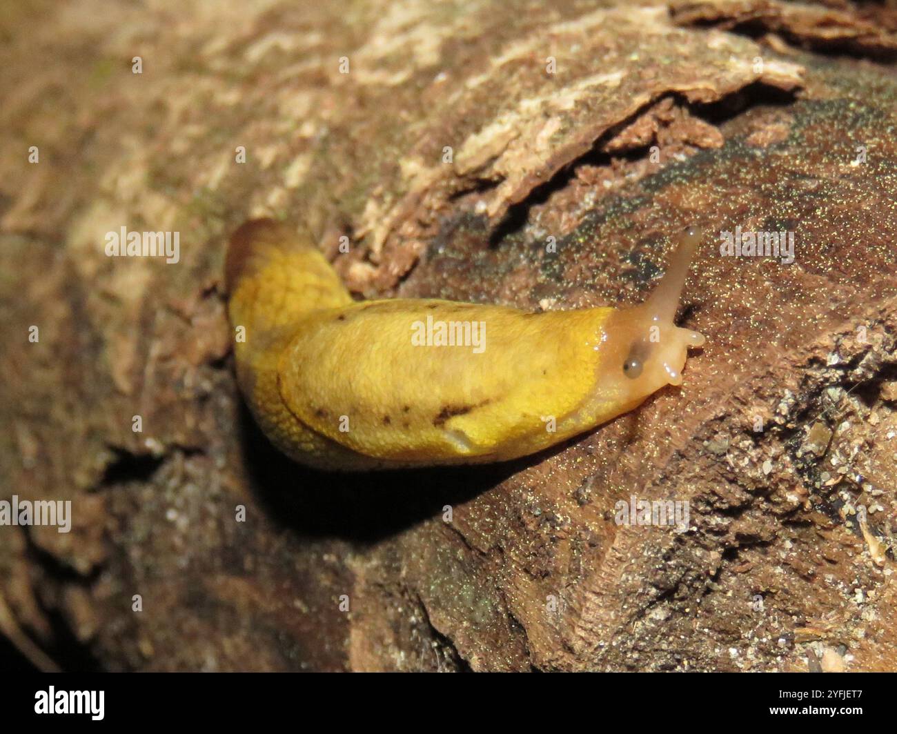 Yellow-bordered Taildropper (Prophysaon foliolatum Stock Photo - Alamy