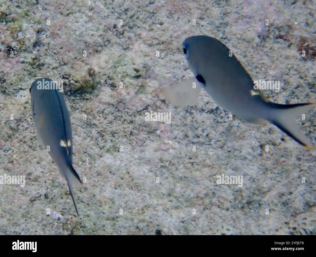 Brown Chromis (Azurina multilineata Stock Photo - Alamy