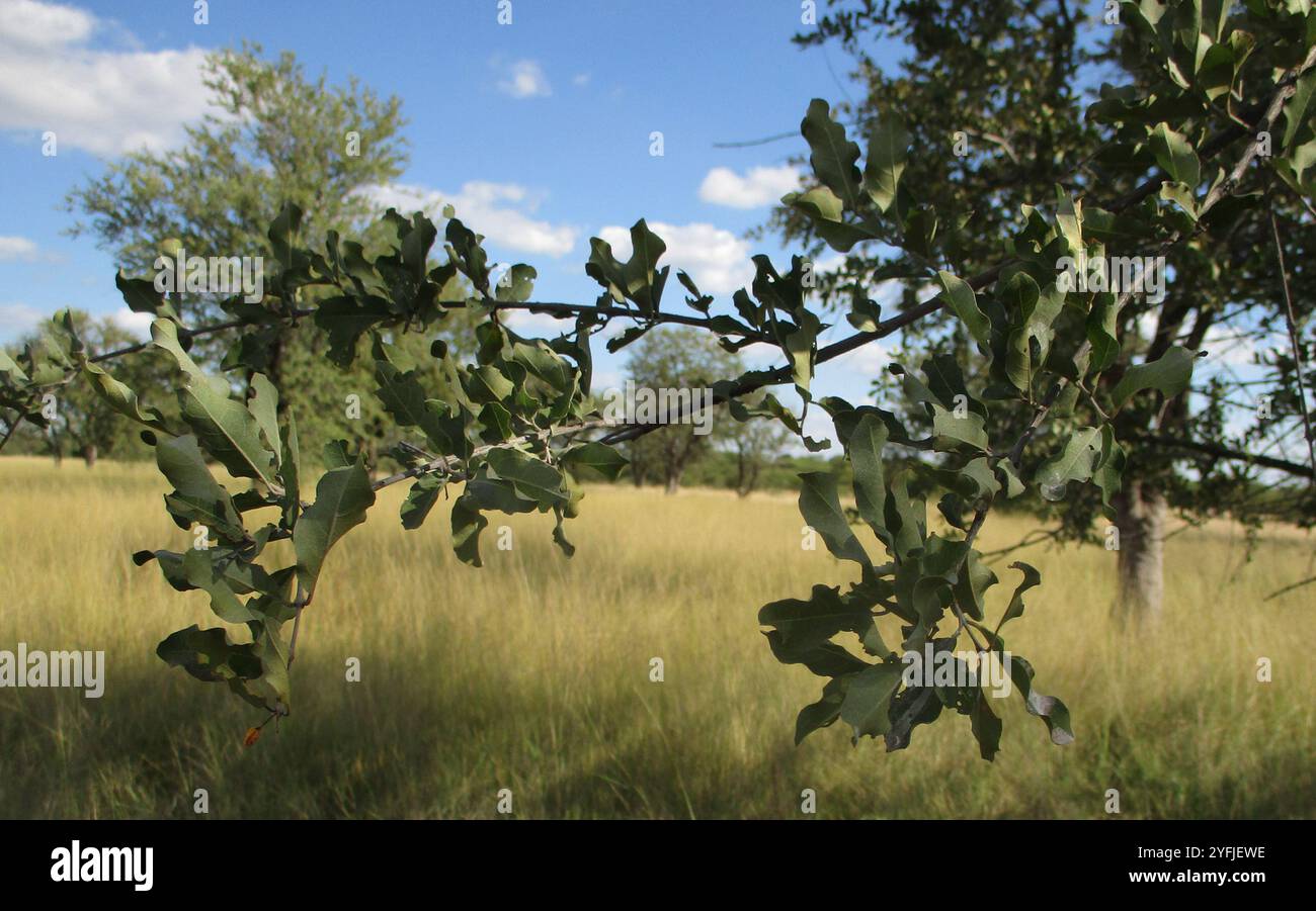 Combretum imberbe leadwood hi-res stock photography and images - Alamy