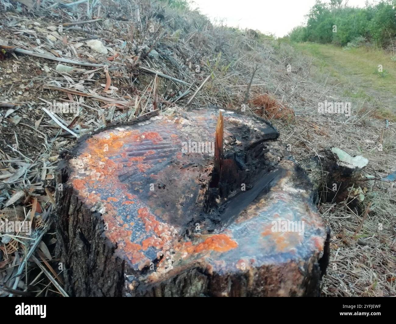 deer vomit (Fusicolla merismoides Stock Photo - Alamy