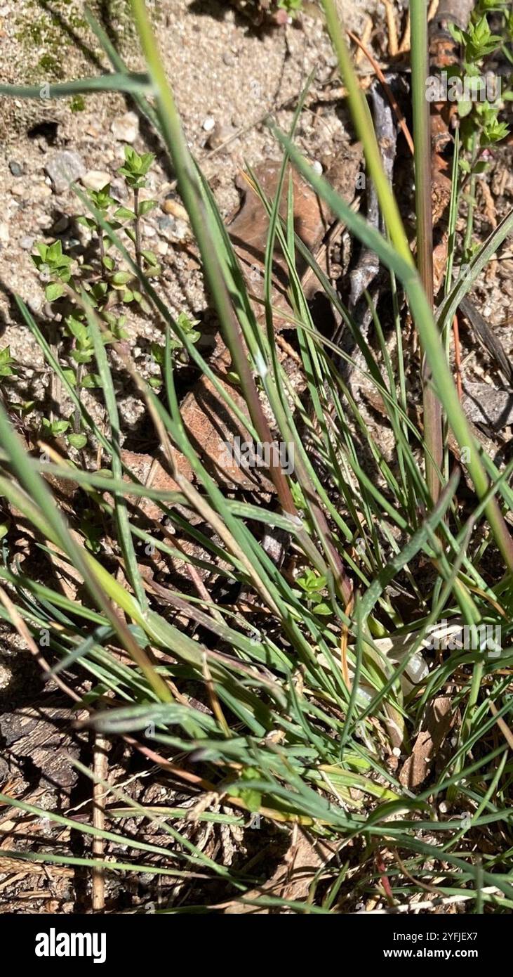 Bulbous Bluegrass (Poa bulbosa Stock Photo - Alamy