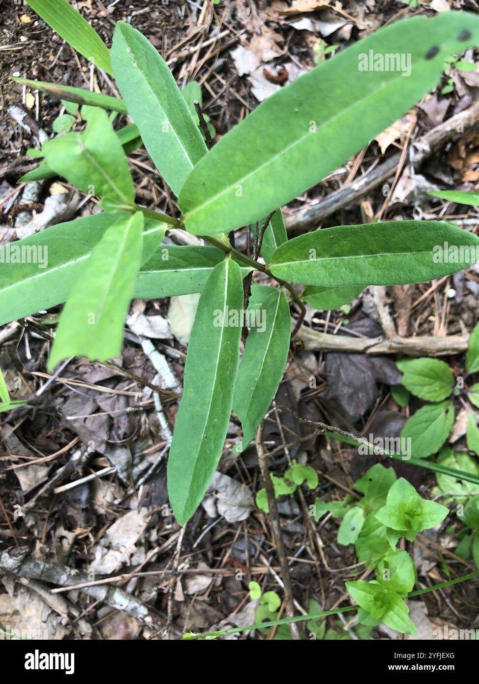 green comet milkweed (Asclepias viridiflora Stock Photo - Alamy