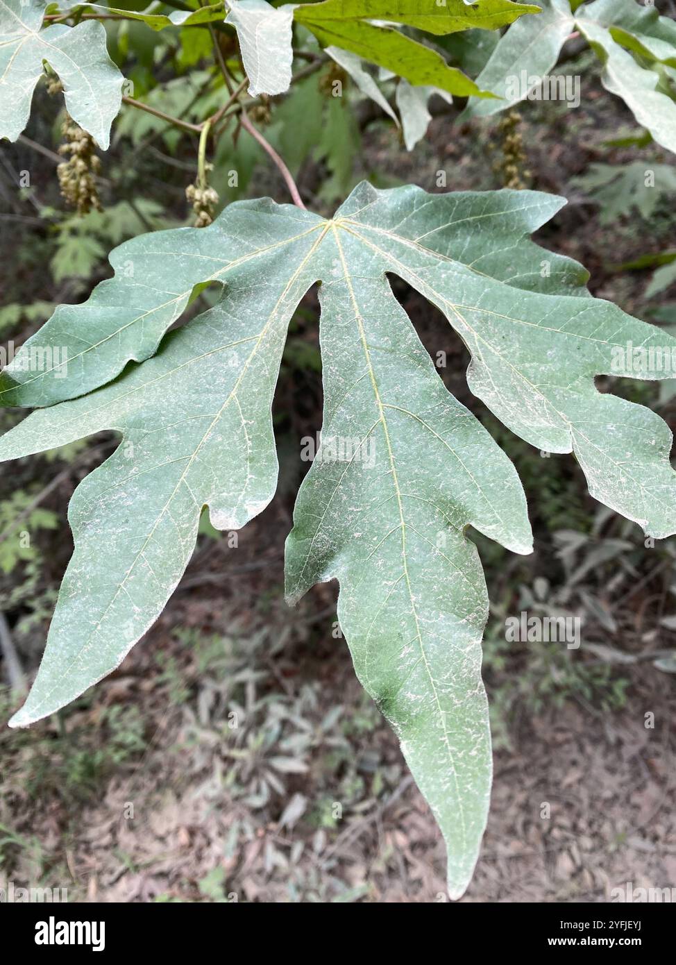 bigleaf maple (Acer macrophyllum Stock Photo - Alamy