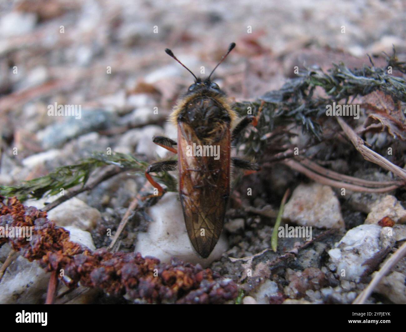 Trichiosoma hi-res stock photography and images - Alamy