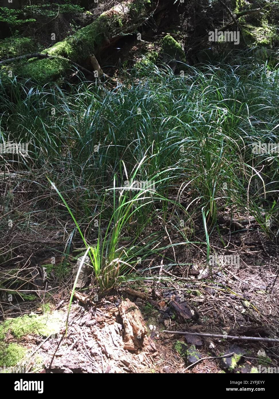 true sedges (Carex Stock Photo - Alamy