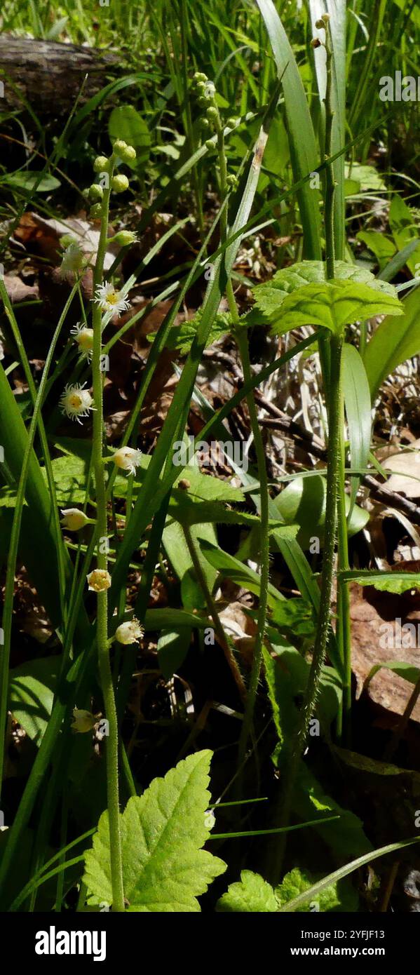twoleaf miterwort (Mitella diphylla Stock Photo - Alamy