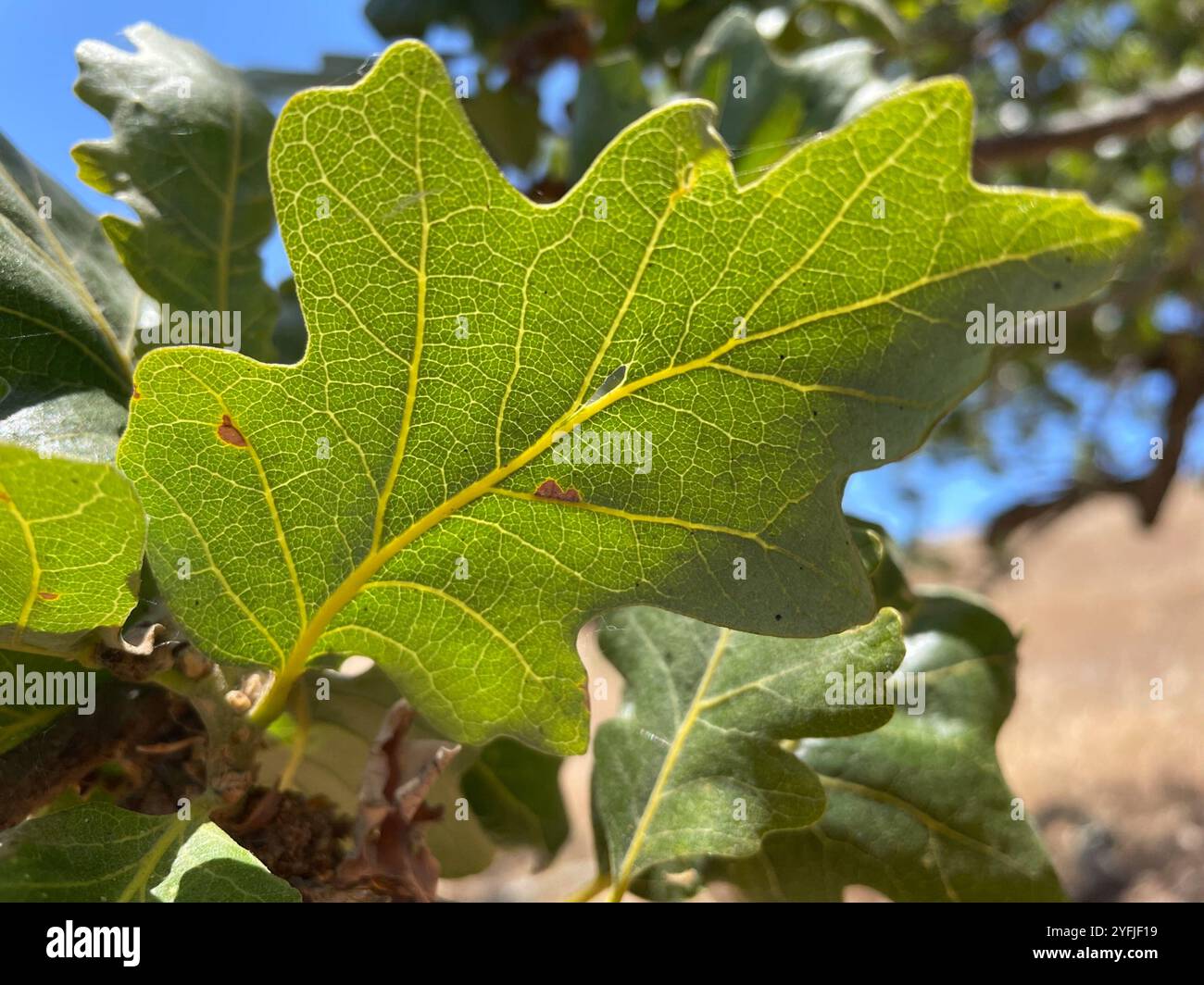 valley oak (Quercus lobata Stock Photo - Alamy
