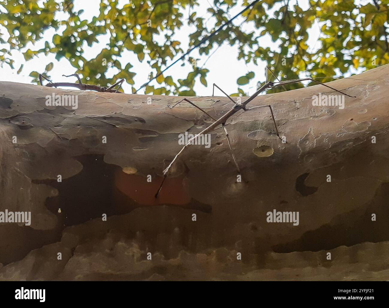 Brazilian Giant Stick Insect (Cladomorphus phyllinus Stock Photo - Alamy