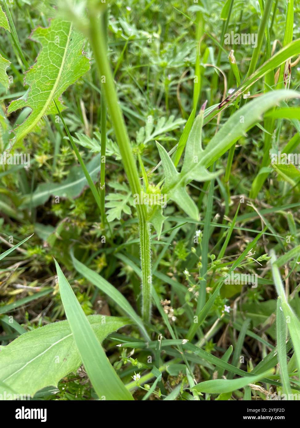 smallflower desert-chicory (Pyrrhopappus pauciflorus Stock Photo - Alamy