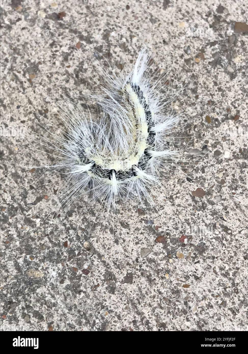 Hackberry Dagger (Acronicta rubricoma Stock Photo - Alamy