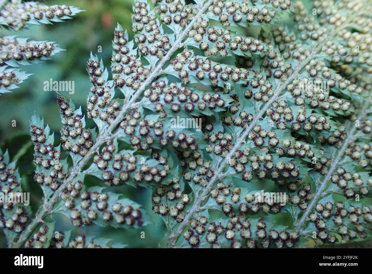 Forest Shield Fern (Polystichum pungens Stock Photo - Alamy