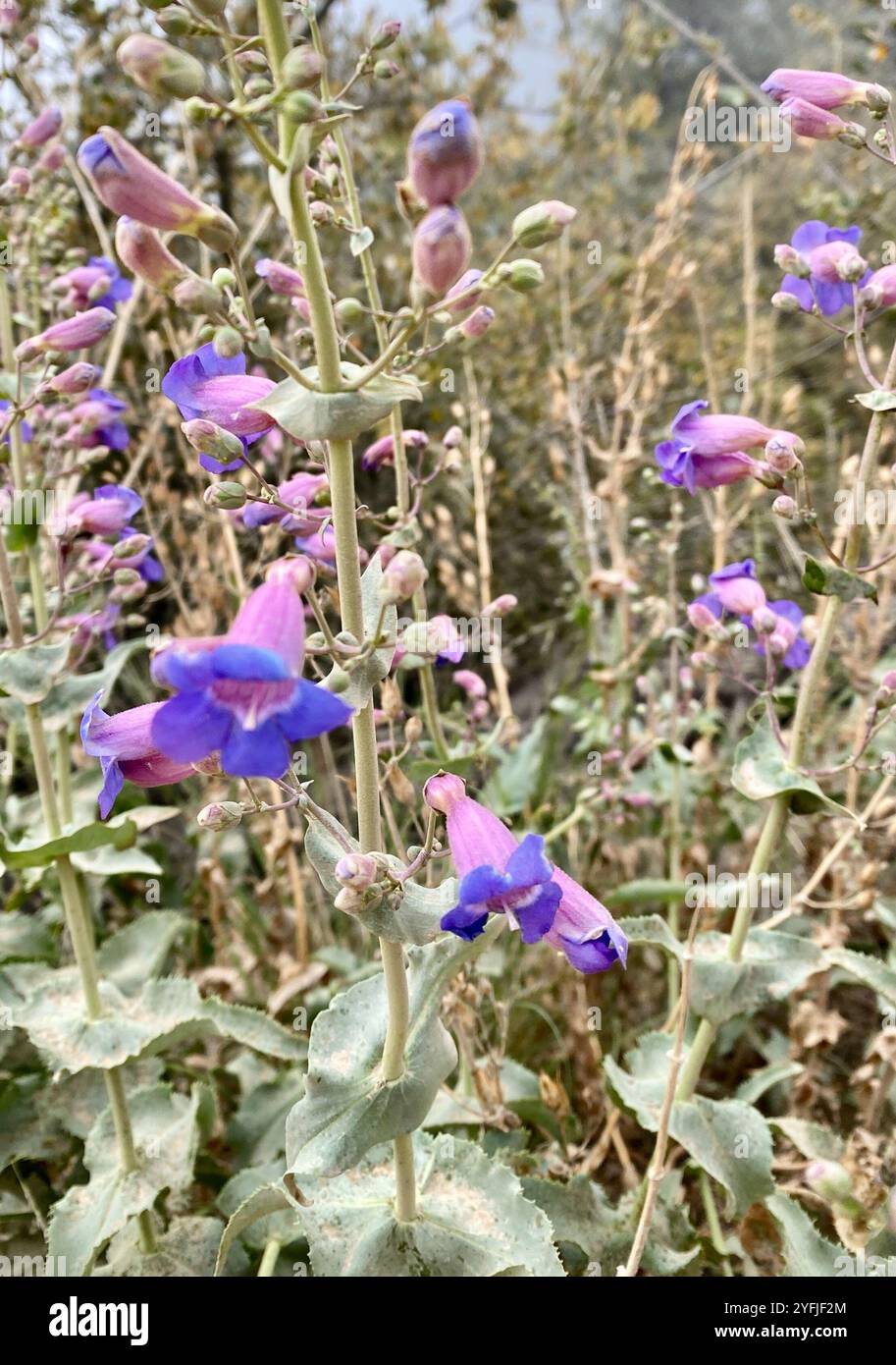 Showy Penstemon (Penstemon spectabilis Stock Photo - Alamy