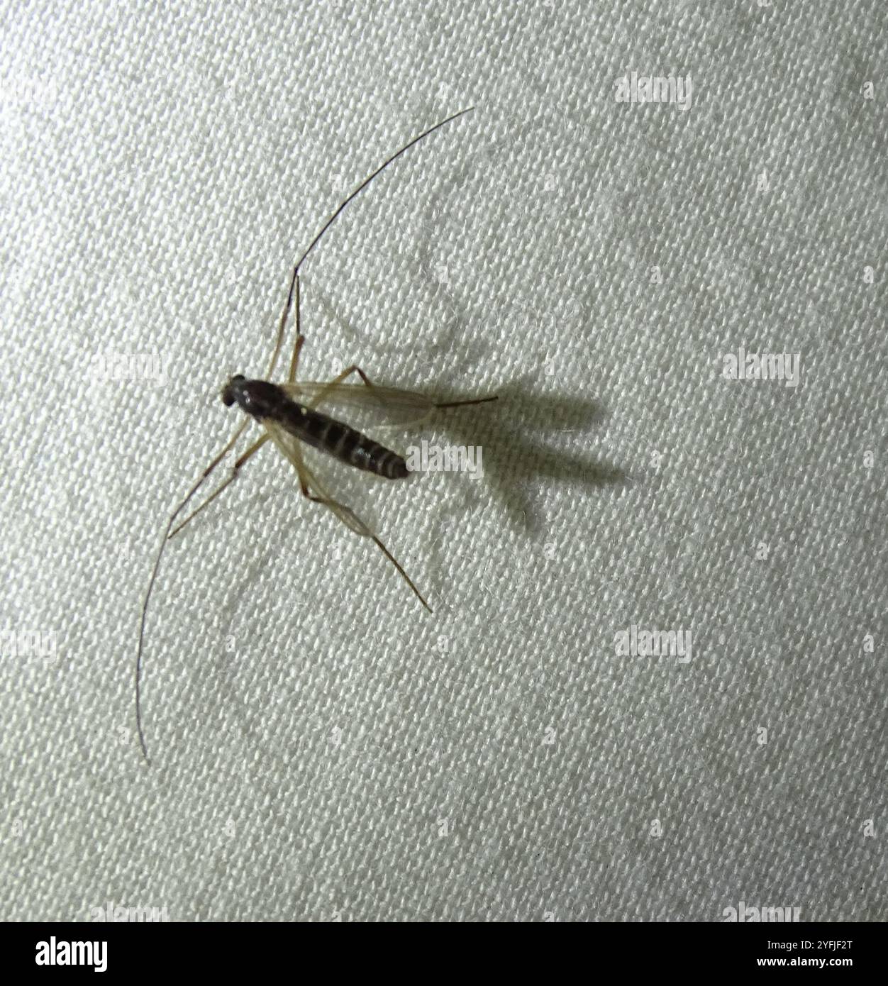 Non-biting Midges (Chironomidae Stock Photo - Alamy