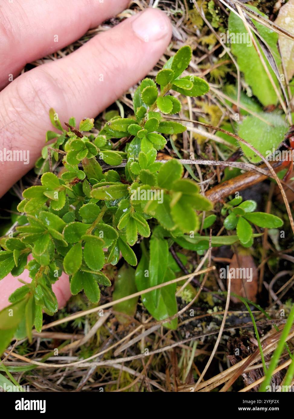 Oregon Boxwood (Paxistima myrsinites Stock Photo - Alamy