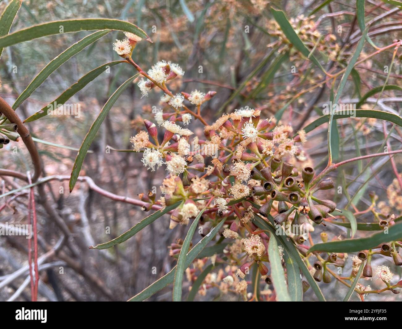 Narrow-leaved Peppermint Box (Eucalyptus cajuputea Stock Photo - Alamy