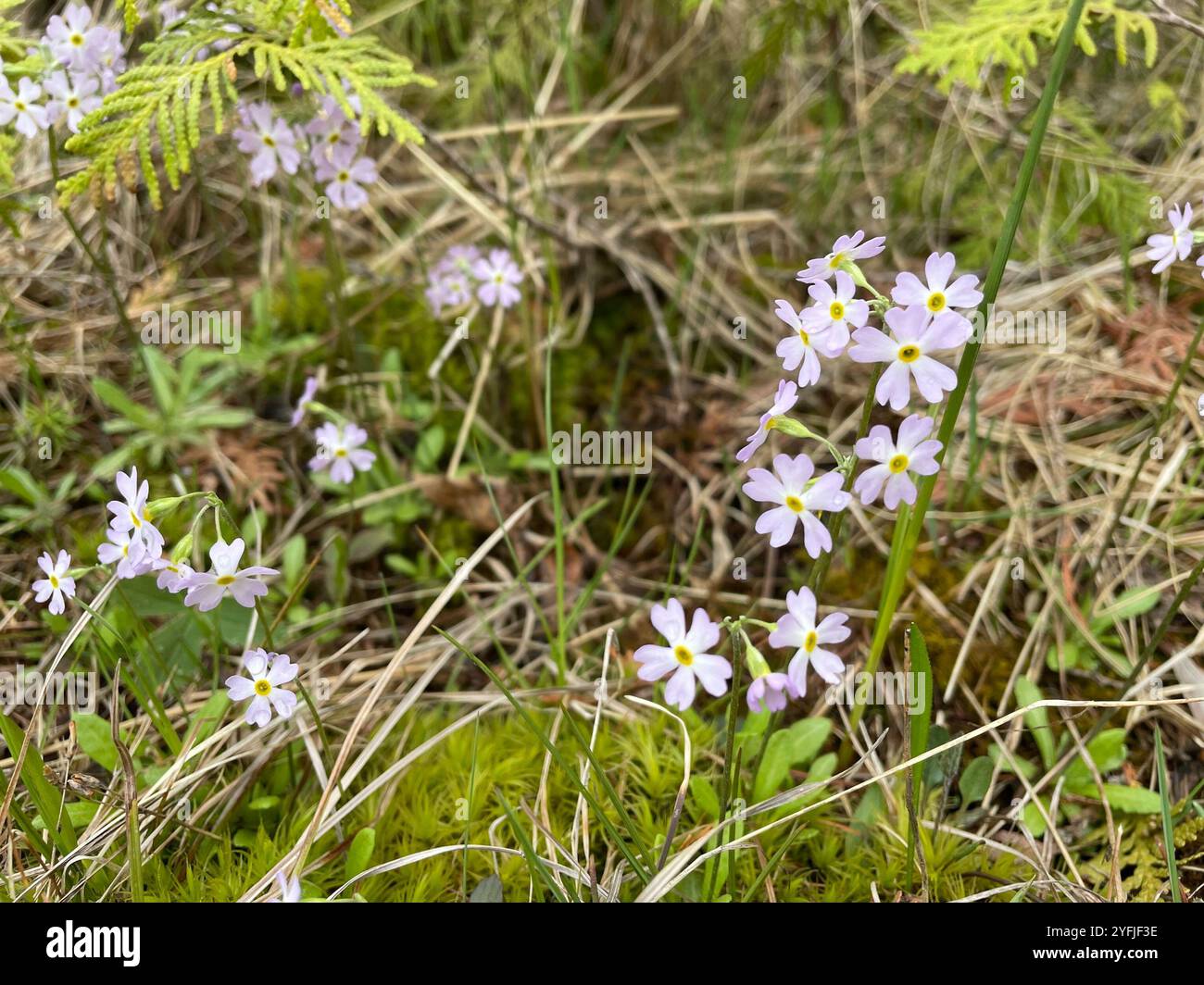 Mistassini hi-res stock photography and images - Alamy