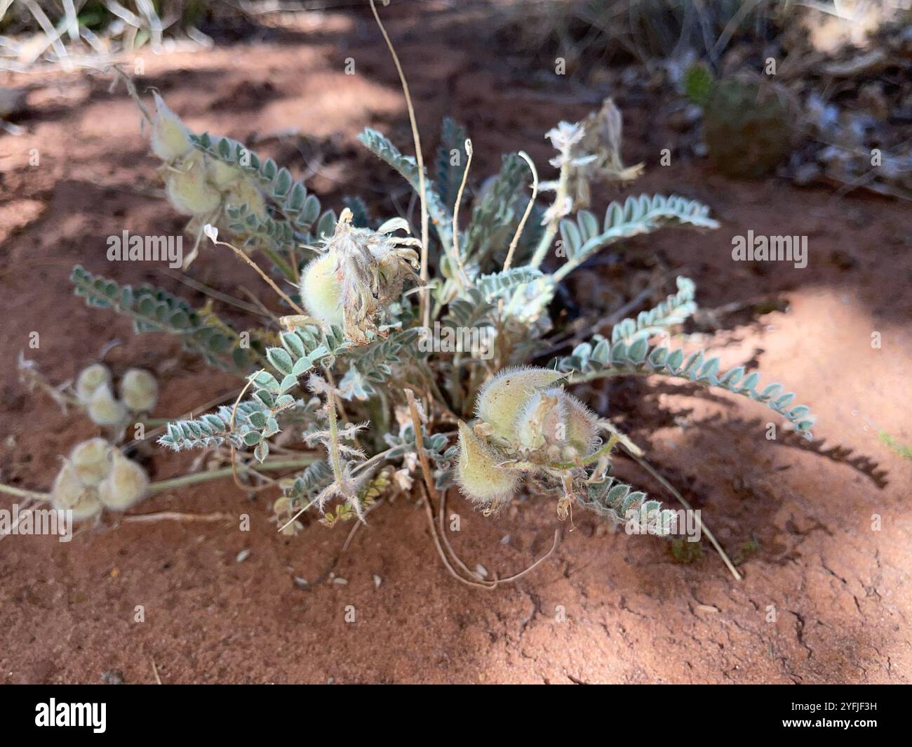 Woolly Locoweed (Astragalus mollissimus Stock Photo - Alamy