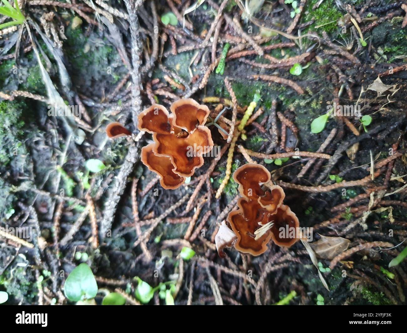 Wine Glass Fungus (Podoscypha petalodes Stock Photo - Alamy