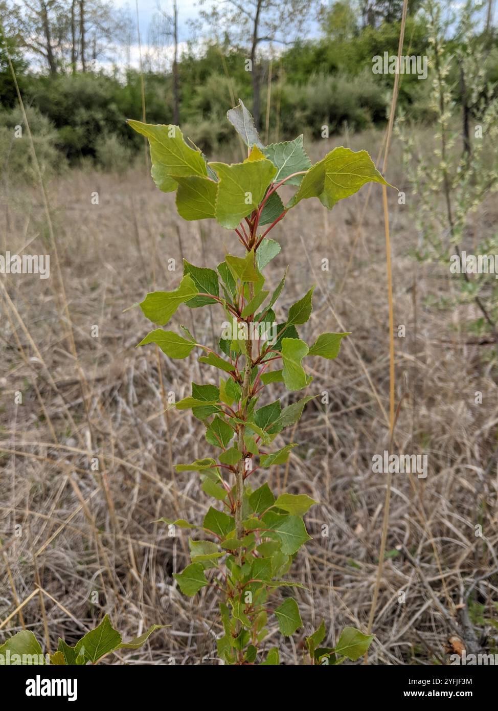 Eastern Cottonwood (Populus deltoides Stock Photo - Alamy