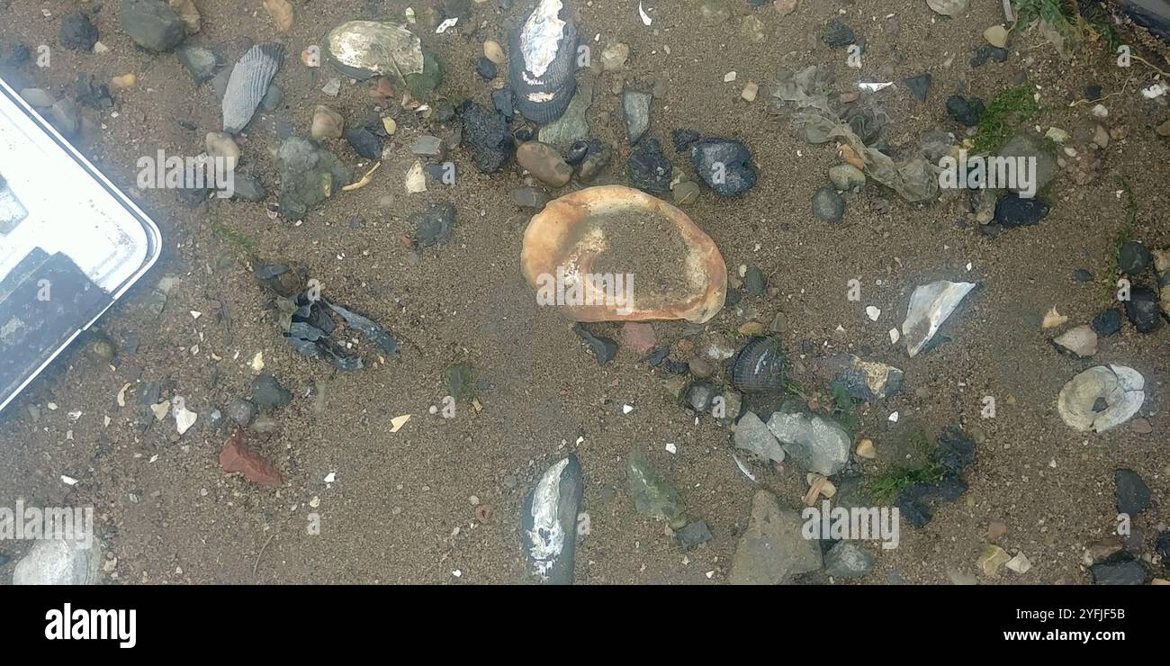 Eastern Oyster (Crassostrea virginica Stock Photo - Alamy