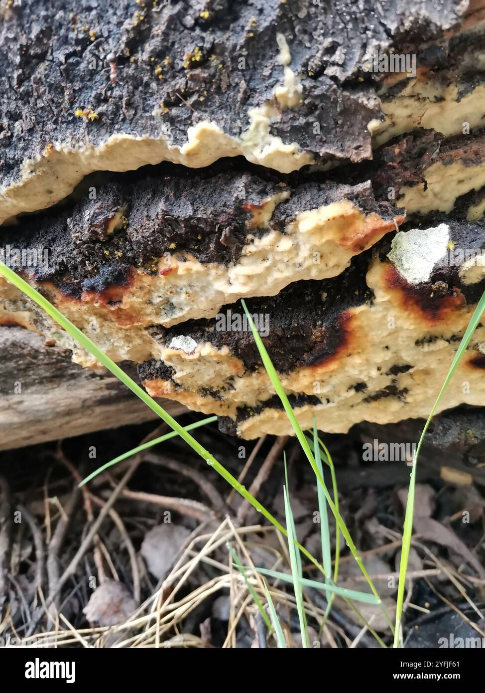bicoloured bracket (Gloeoporus dichrous Stock Photo - Alamy