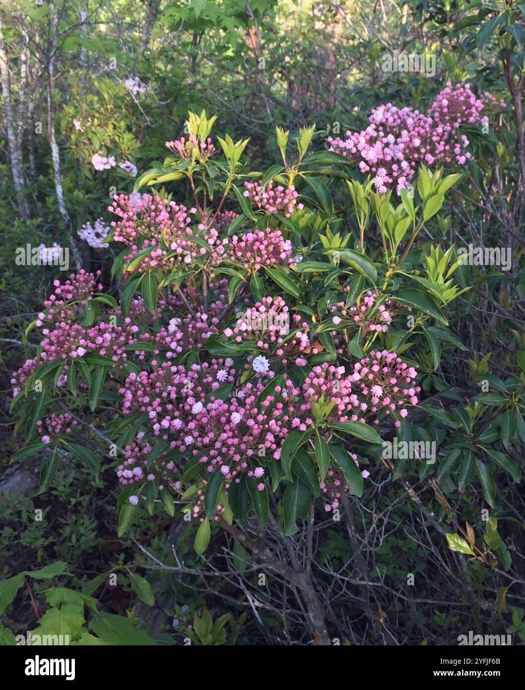 mountain laurel (Kalmia latifolia Stock Photo - Alamy