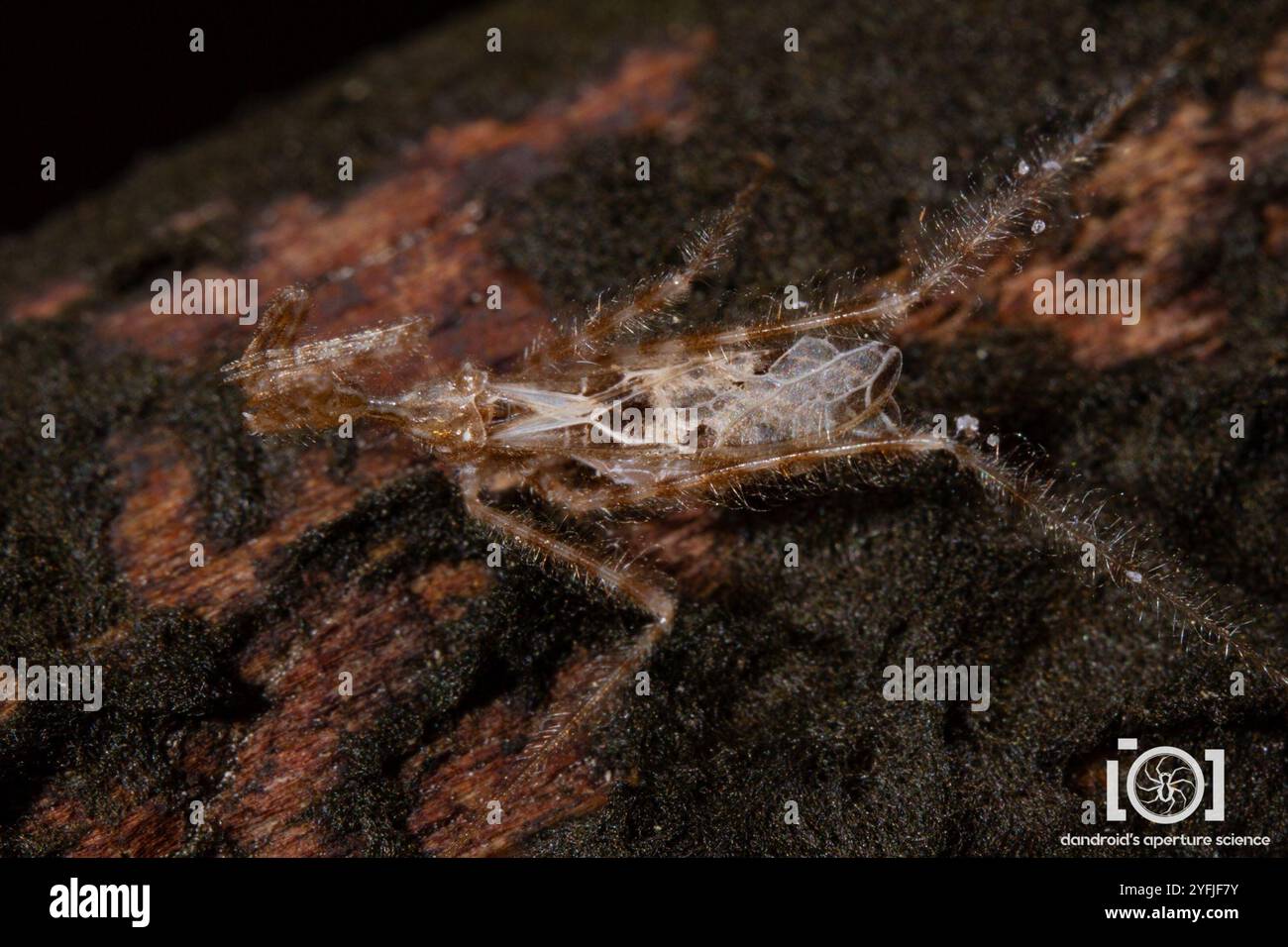 Spider Assassin Bugs (Stenolemus Stock Photo - Alamy