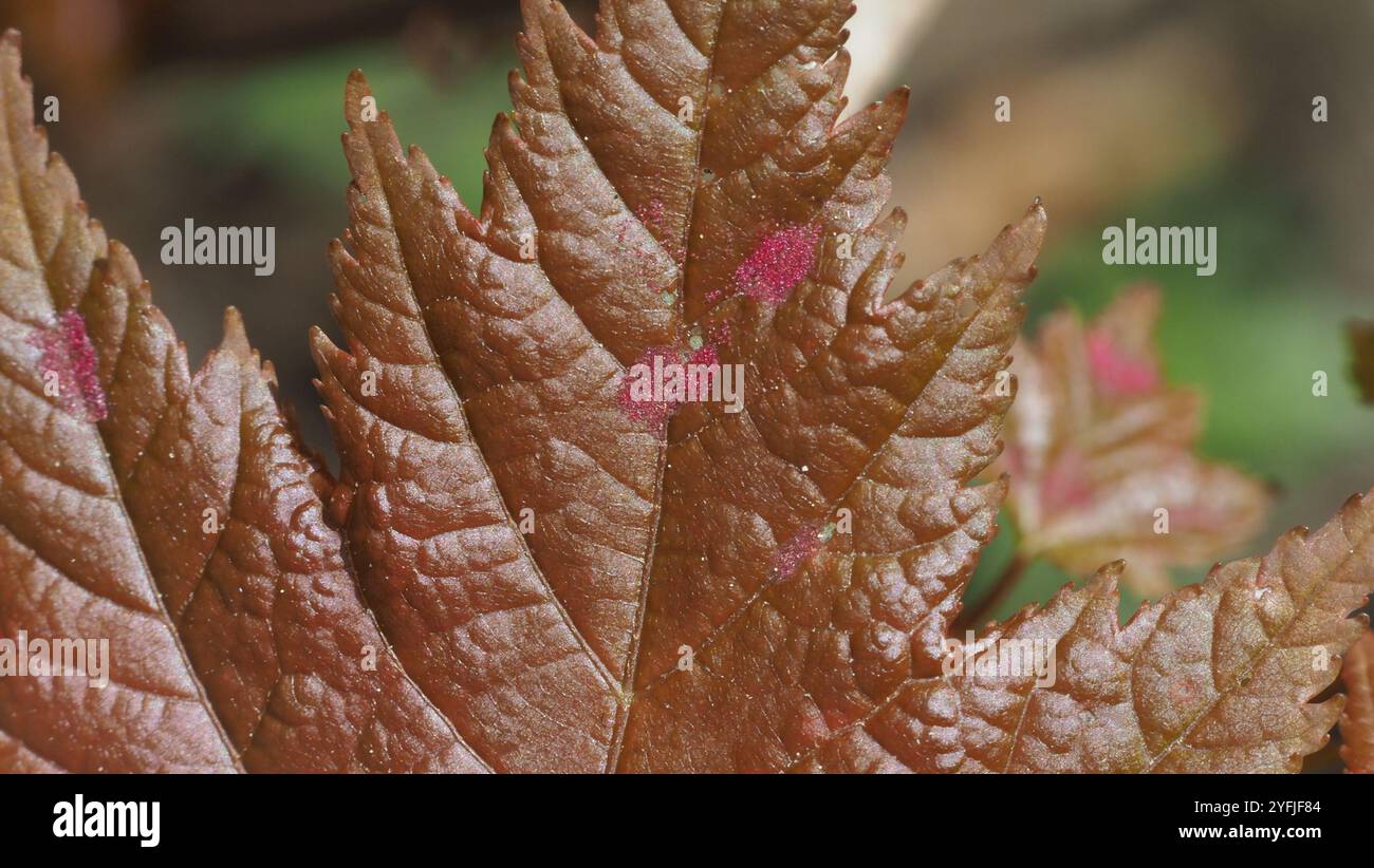 Aculus hi-res stock photography and images - Alamy