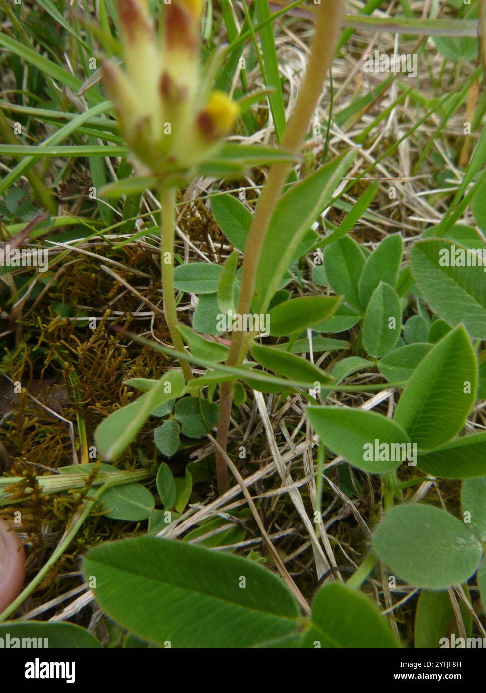 Common Kidney-Vetch (Anthyllis vulneraria Stock Photo - Alamy