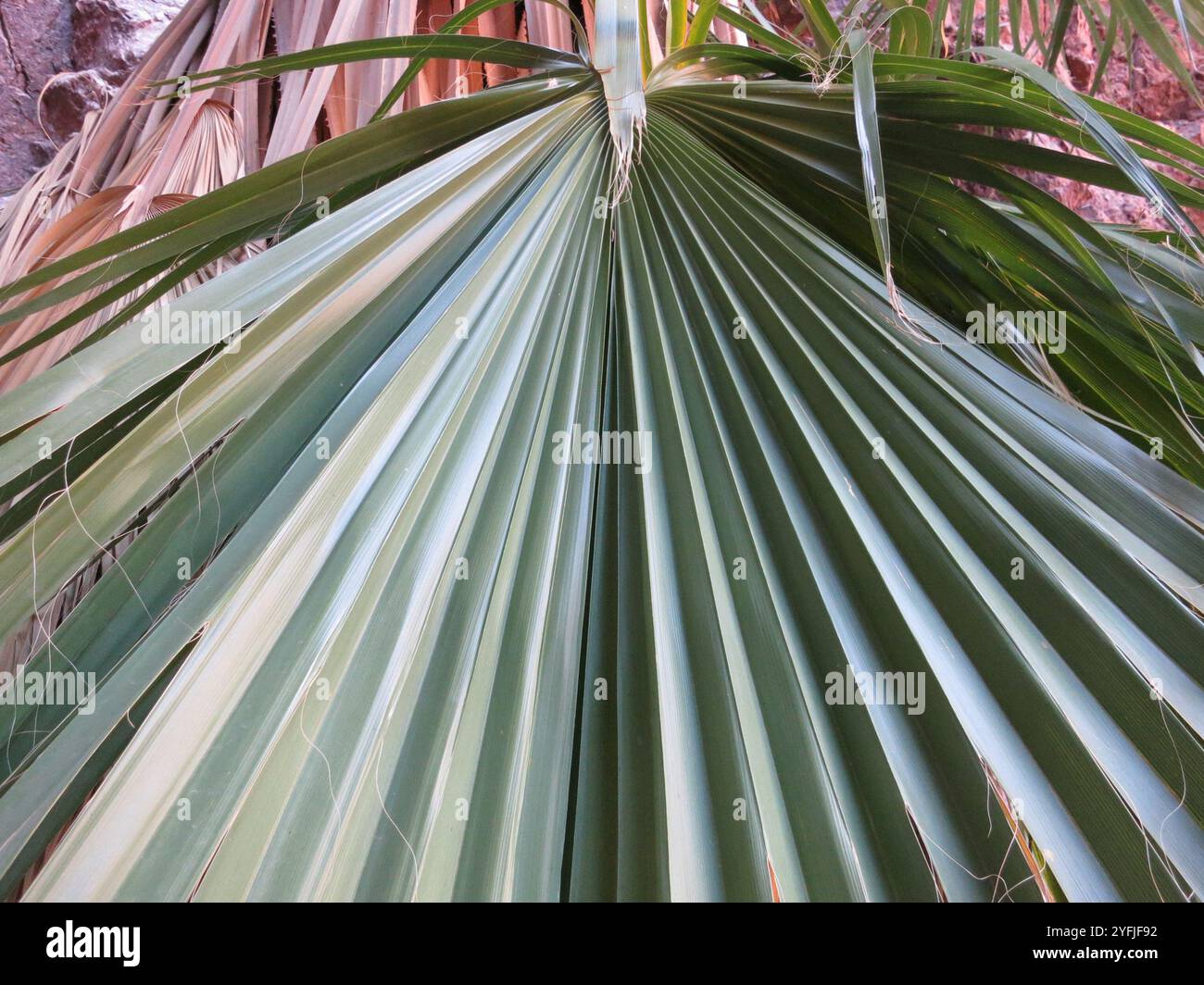 California fan palm (Washingtonia filifera Stock Photo - Alamy