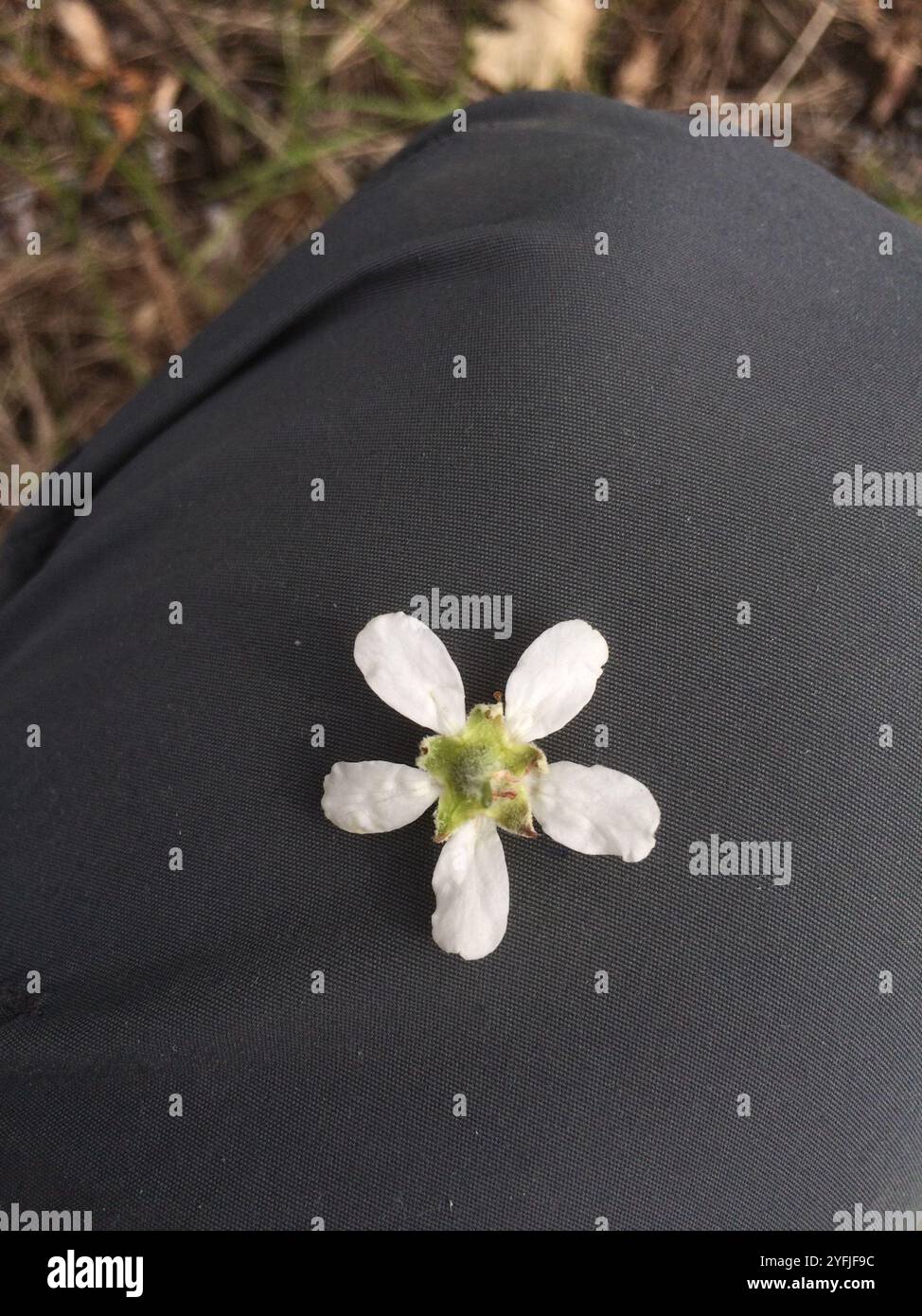 Running Serviceberry (Amelanchier stolonifera Stock Photo - Alamy