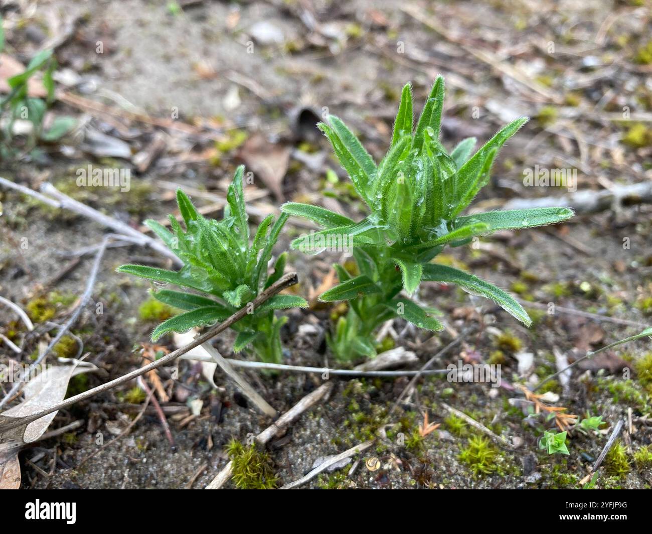 hairy puccoon (Lithospermum caroliniense Stock Photo - Alamy