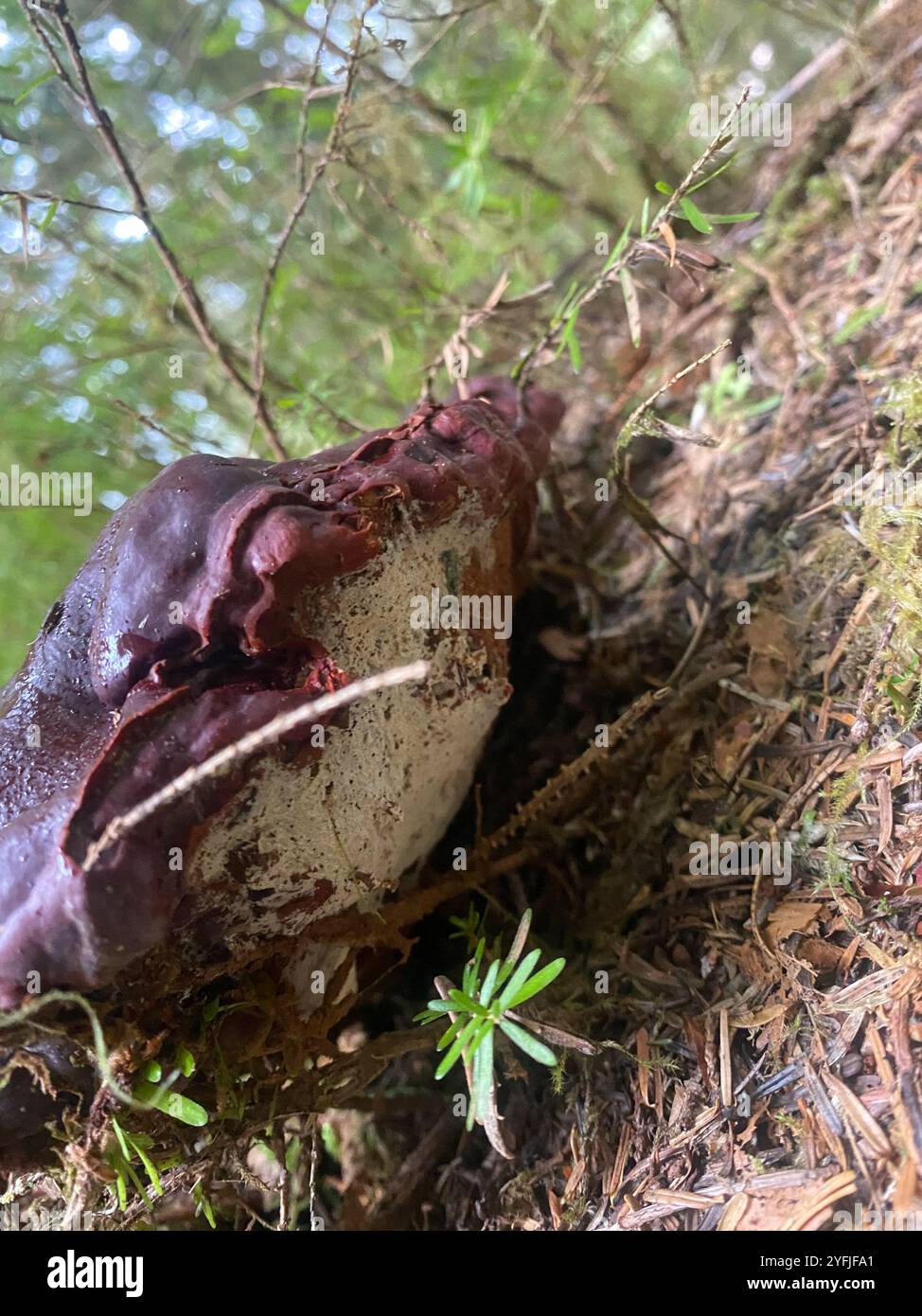 Ganoderma oregonense hi-res stock photography and images - Alamy