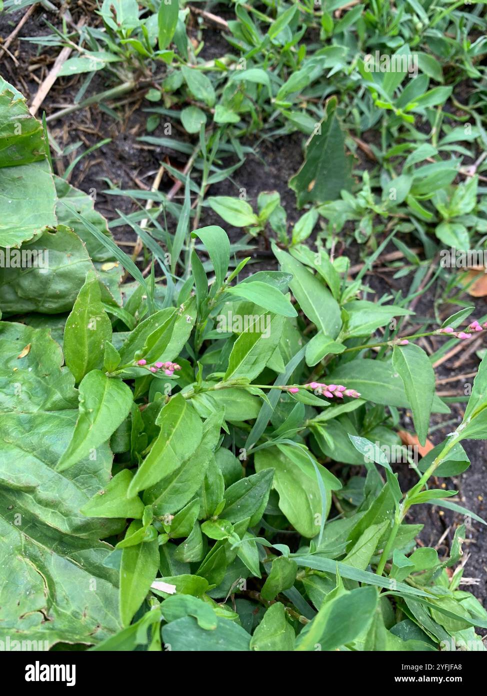 low smartweed (Persicaria longiseta Stock Photo - Alamy