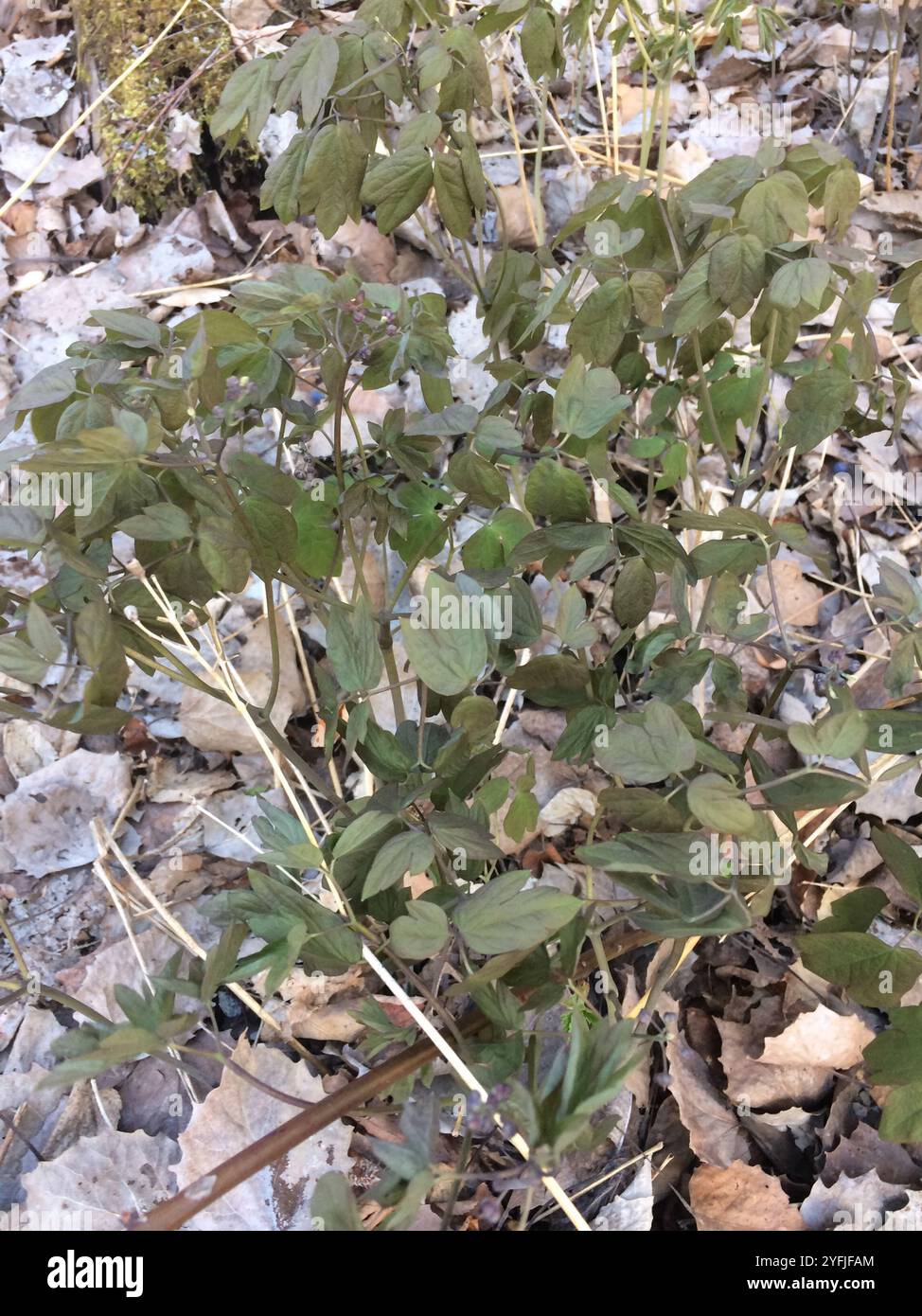 early blue cohosh (Caulophyllum giganteum Stock Photo - Alamy