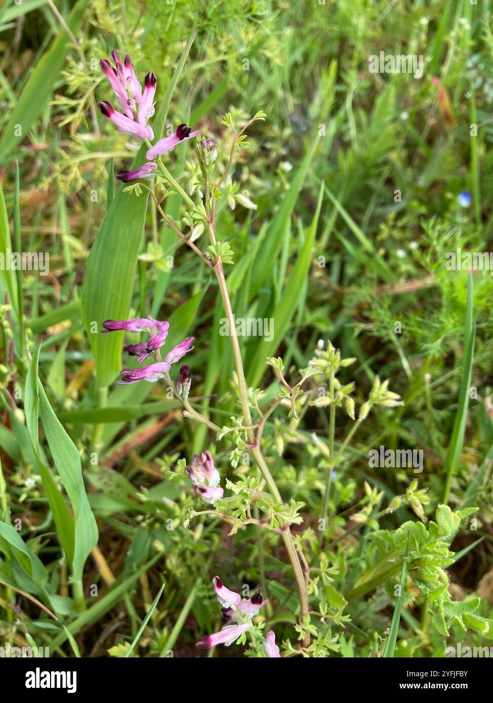 Common Fumitory (Fumaria officinalis Stock Photo - Alamy