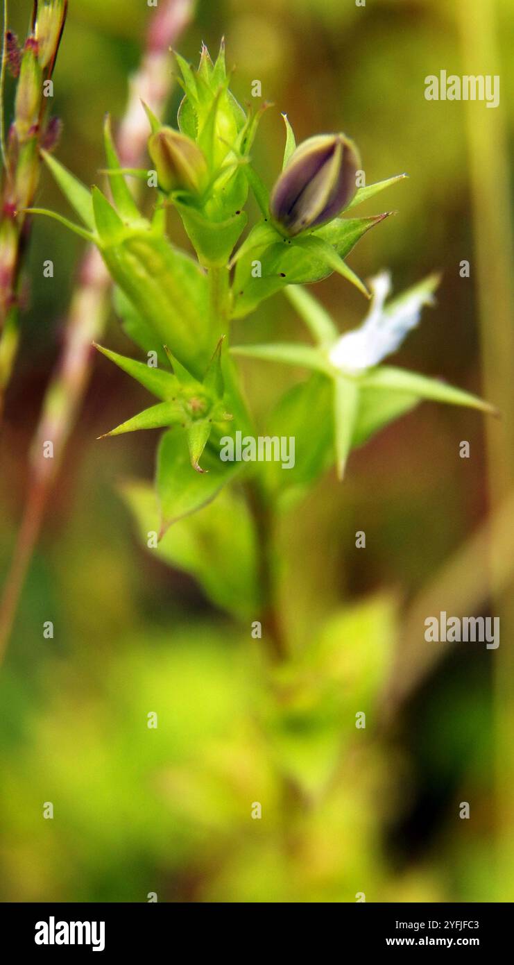 Venus's looking-glass (Triodanis biflora Stock Photo - Alamy
